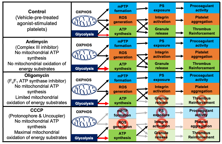 Mitochondrial ATP generation in stimulated platelets is essential ...